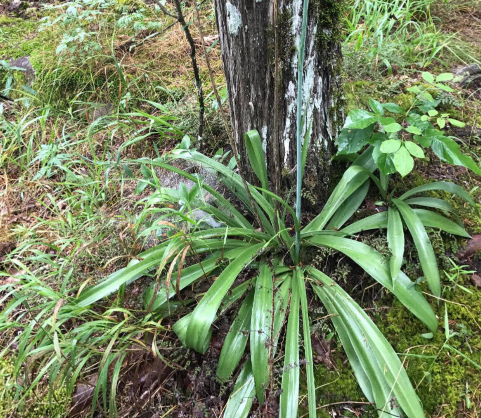 Manfreda virginica - False Aloe | PlantMaster