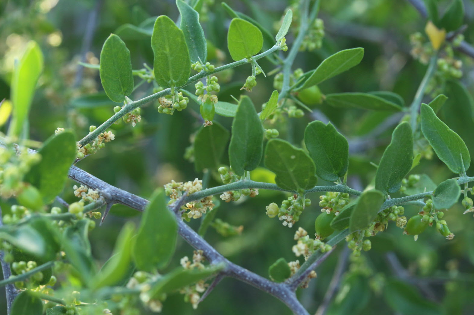 Celtis pallida - Spiny Hackberry | PlantMaster
