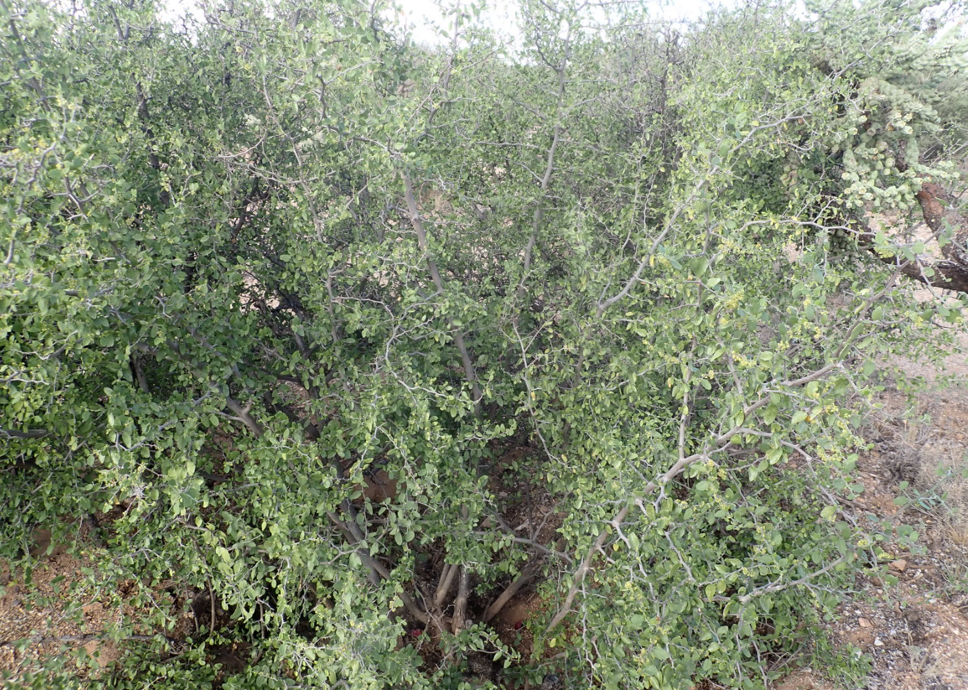 Celtis pallida - Spiny Hackberry | PlantMaster