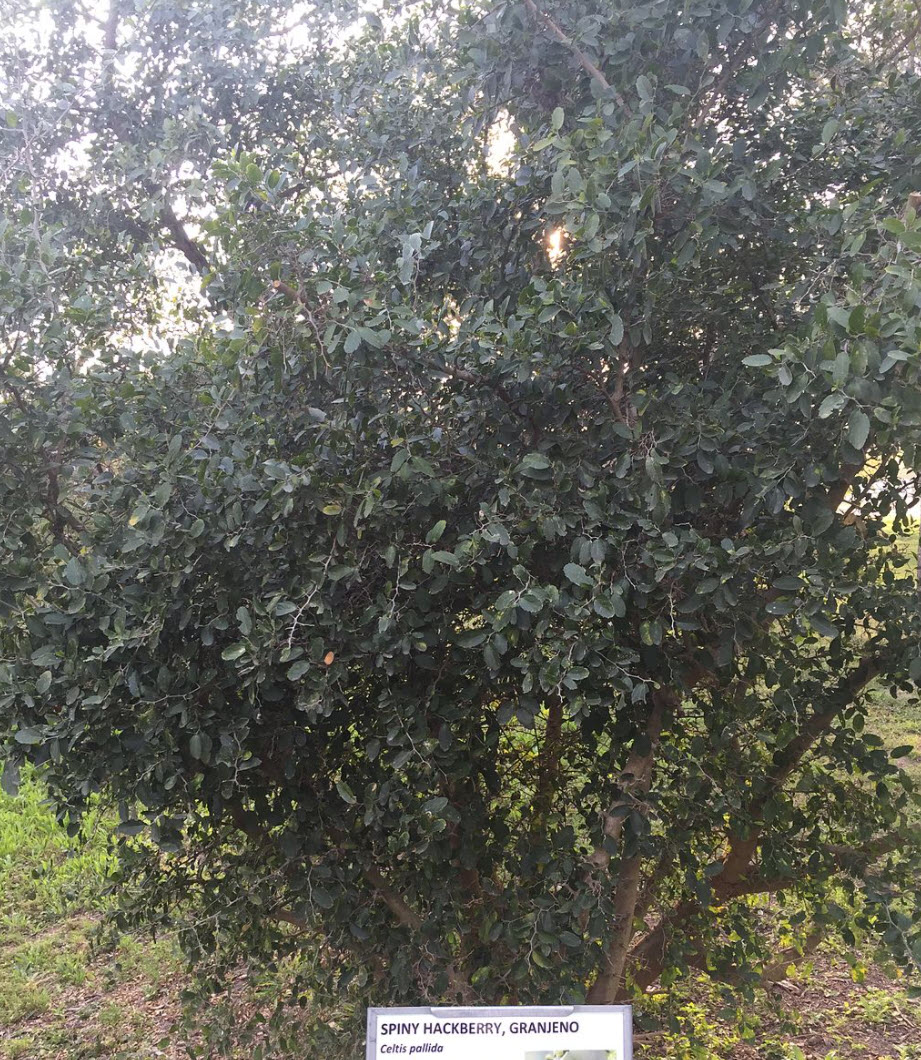 Celtis pallida - Spiny Hackberry | PlantMaster