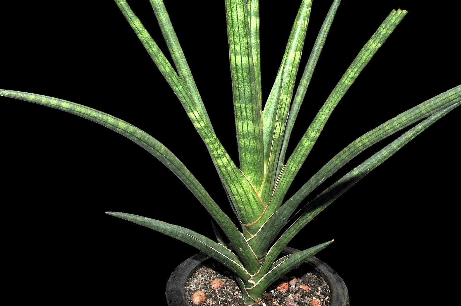 Sansevieria suffruticosa - Bowstring Hemp | PlantMaster