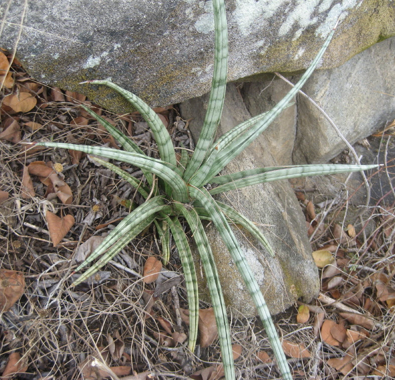 Sansevieria suffruticosa - Bowstring Hemp | PlantMaster