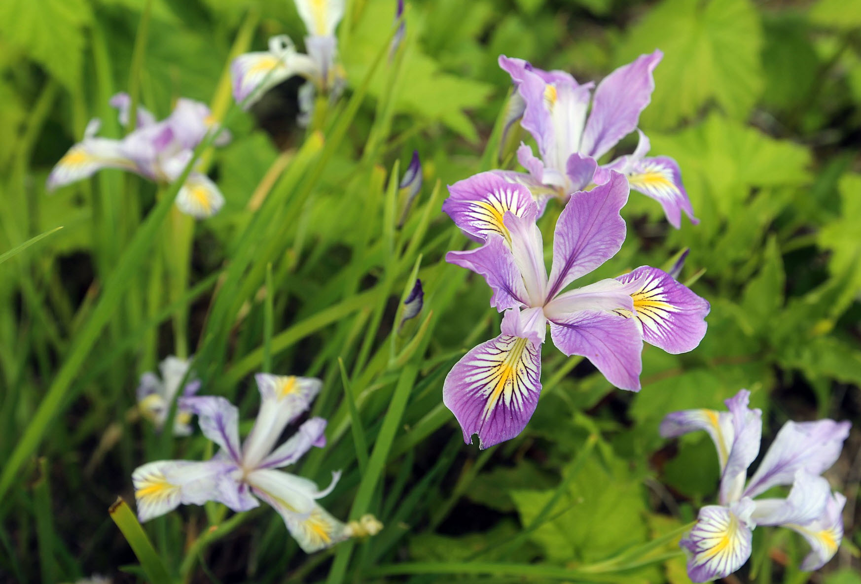 Iris tenax - Oregon Iris | PlantMaster