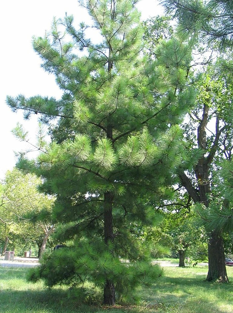 Loblolly Pine Tree Leaf SRS Southern Pine Ecosystems