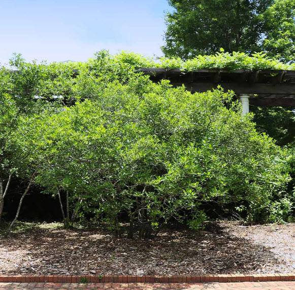 Ilex verticillata 'Apollo' - Apollo Winterberry | PlantMaster