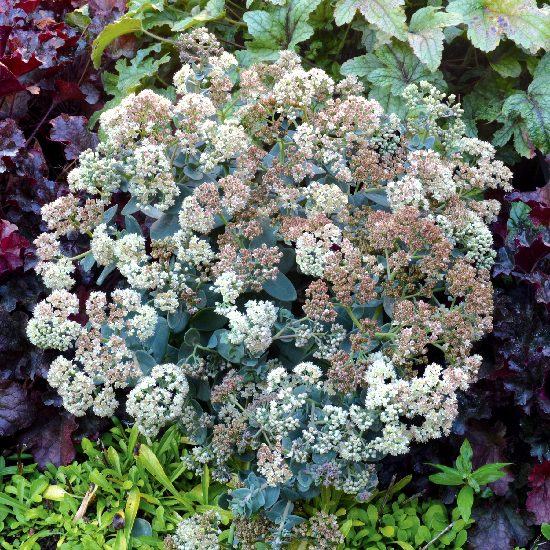 Sedum 'Rosetta' - Rosetta Stonecrop | PlantMaster