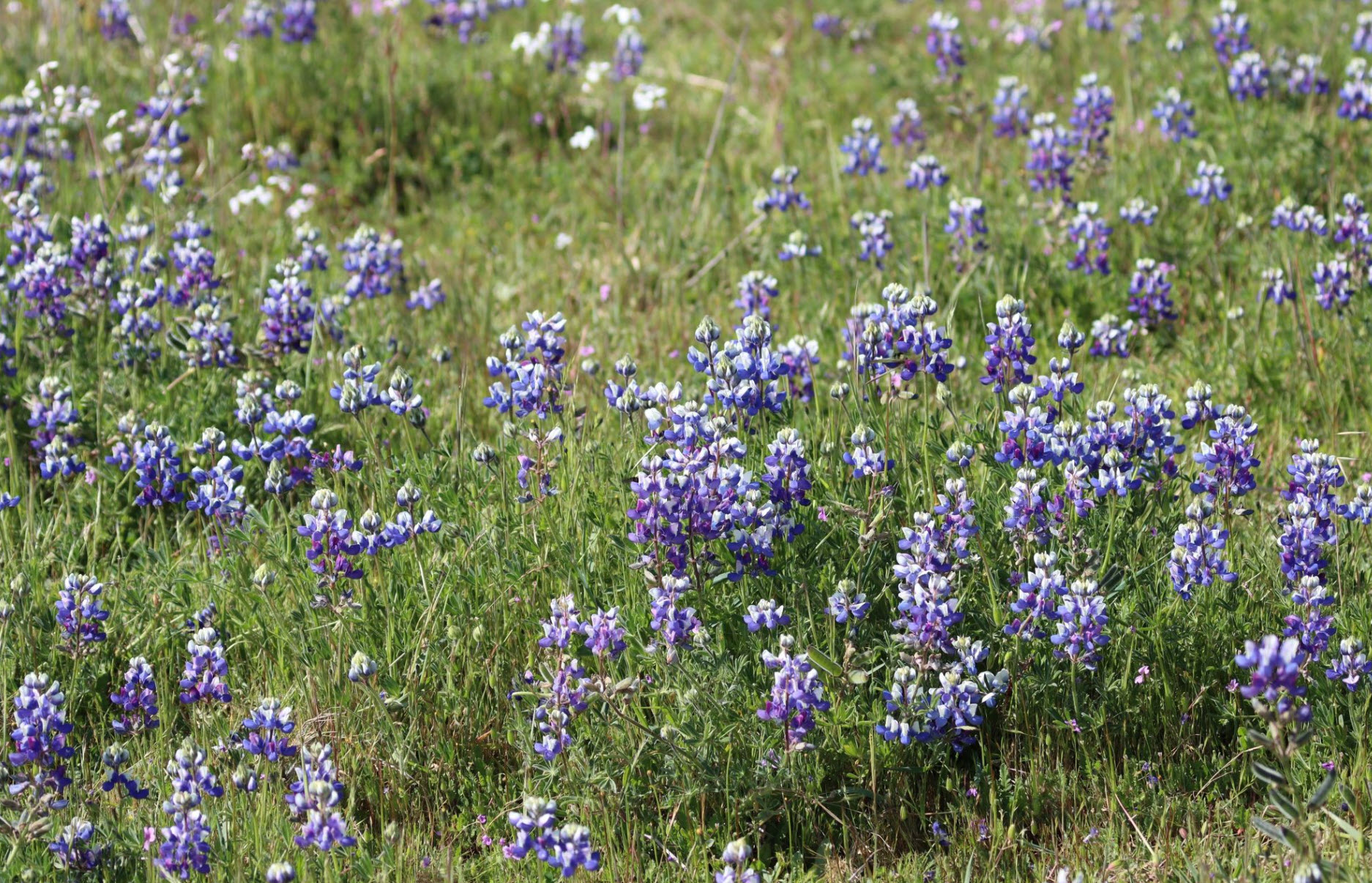 Lupinus nanus - Sky Lupine | PlantMaster