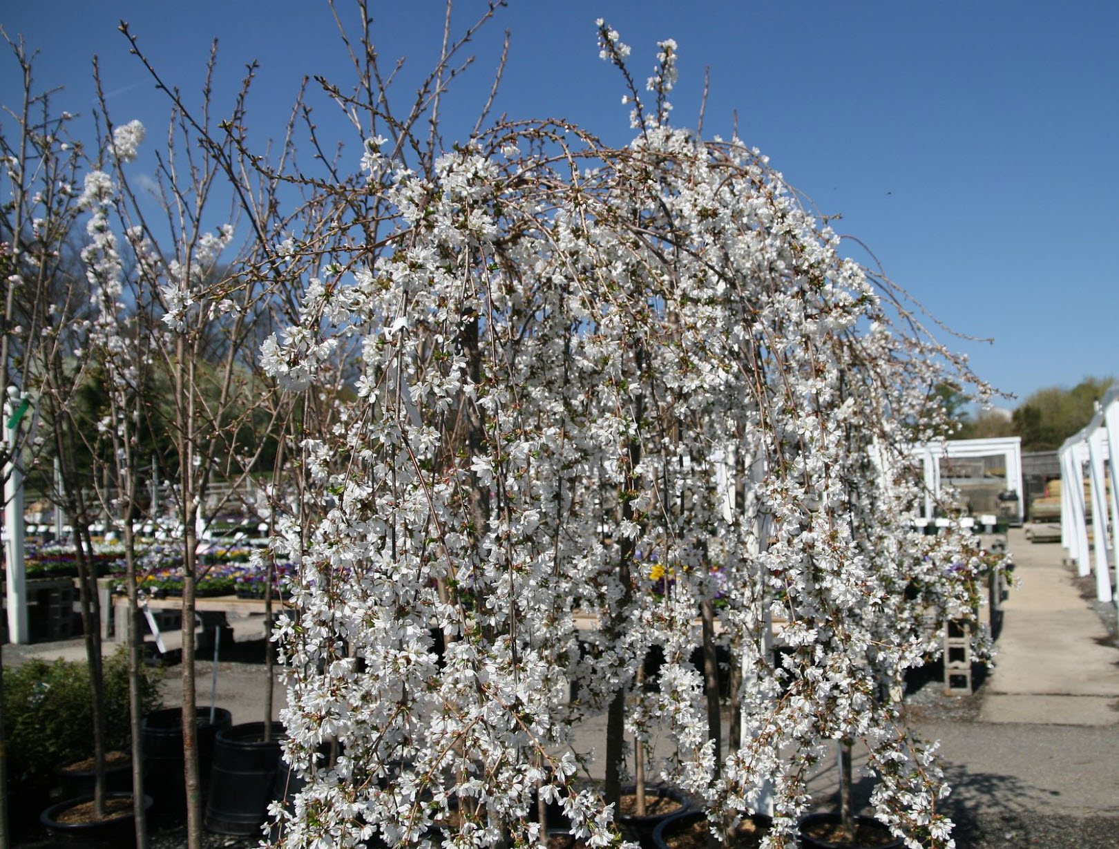 Snow Fountain Weeping Cherry Tree Buy Weeping Fuji Cherry Blossom Tree