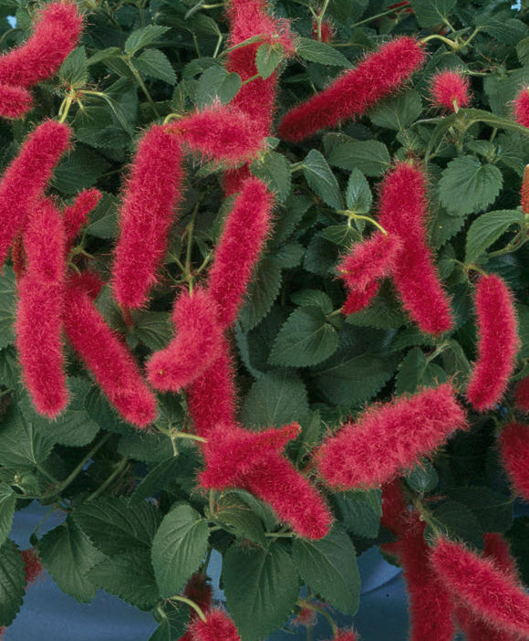 Acalypha pendula - Dwarf Trailing Chenille | PlantMaster