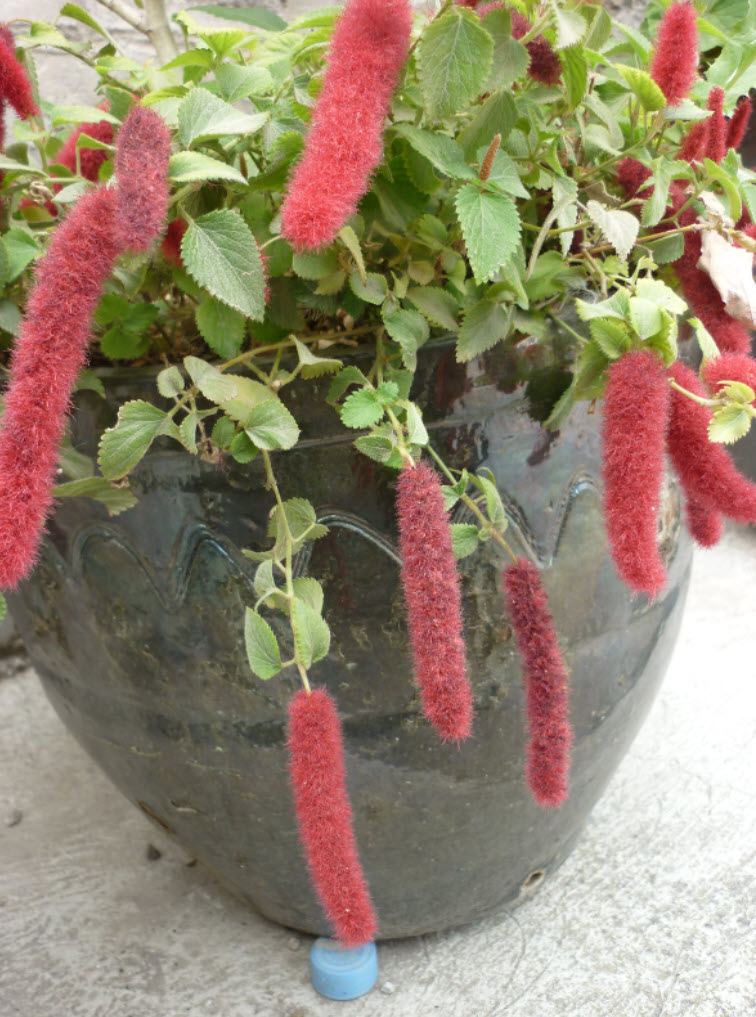 Acalypha pendula - Dwarf Trailing Chenille | PlantMaster