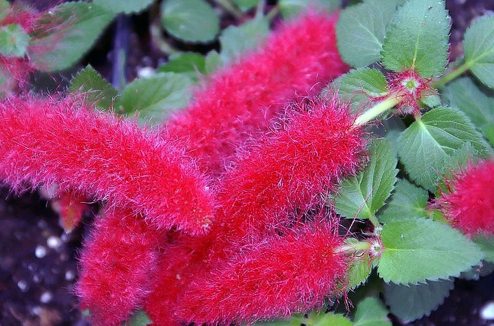 Acalypha pendula - Dwarf Trailing Chenille | PlantMaster