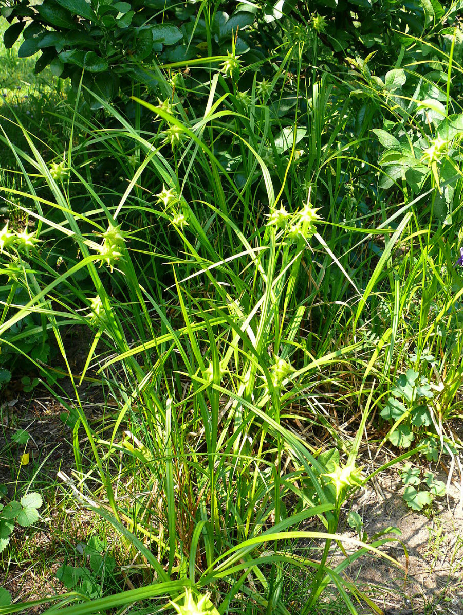 Carex grayi - Gray's Sedge | PlantMaster