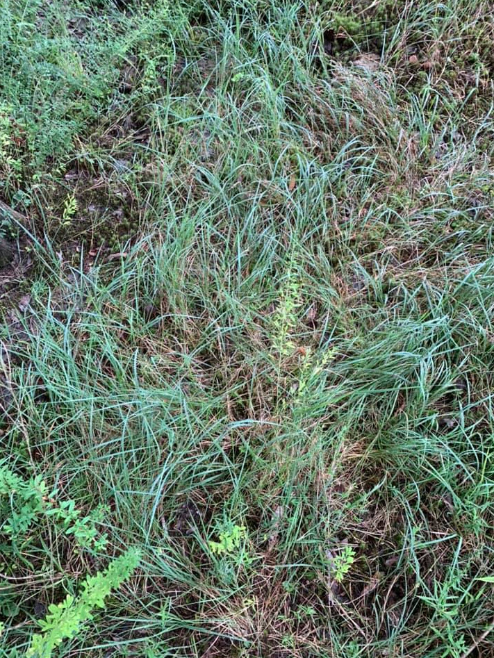 Agrostis perennans - Autumn Bentgrass | PlantMaster