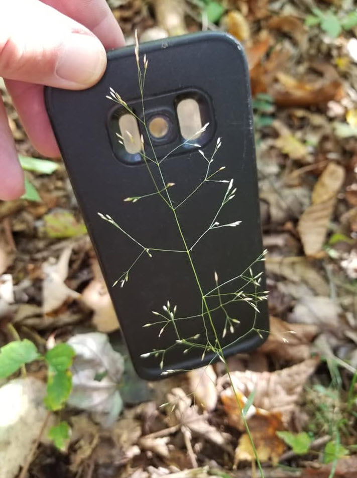 Agrostis perennans - Autumn Bentgrass | PlantMaster