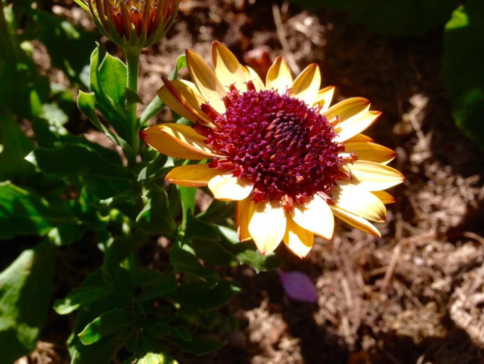 Galanda Flower Images | Best Flower Site