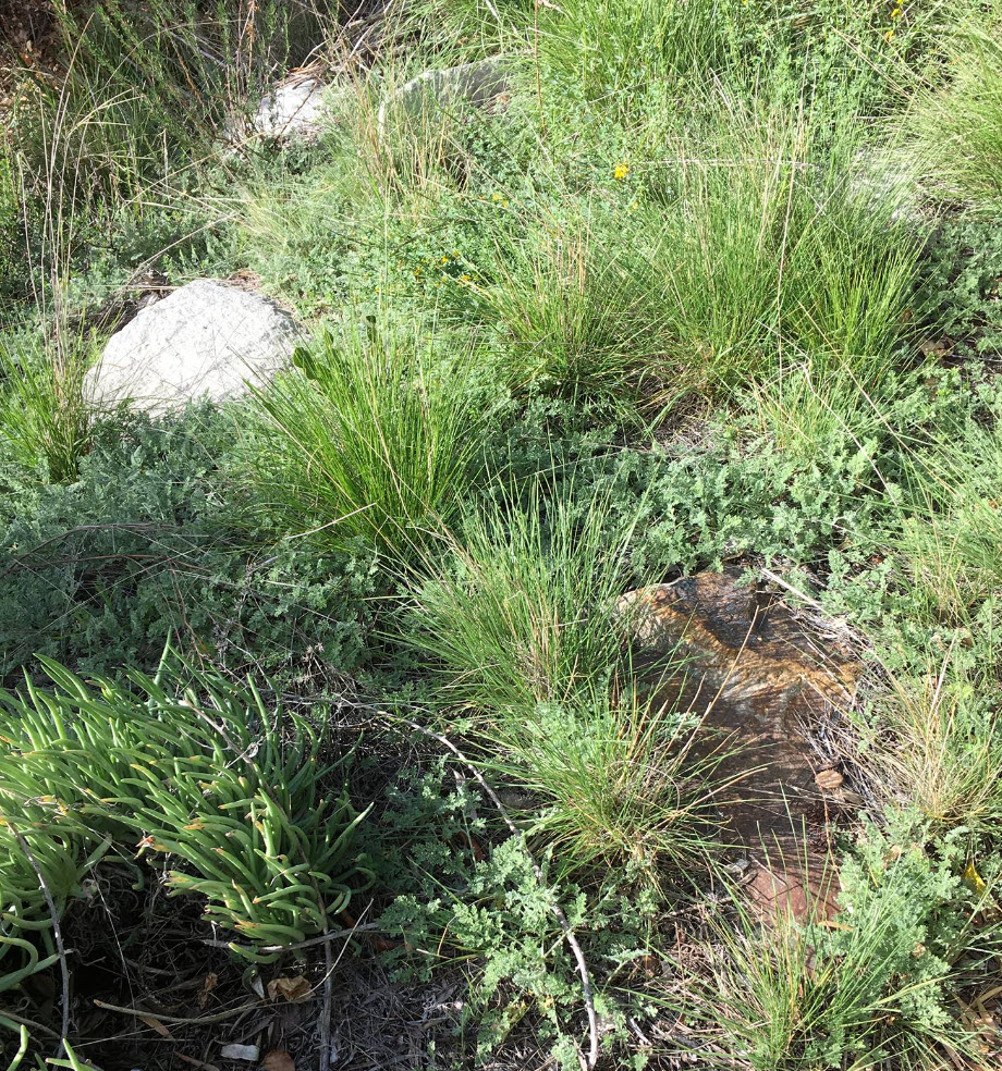 Stipa lepida - Foothill Needlegrass | PlantMaster