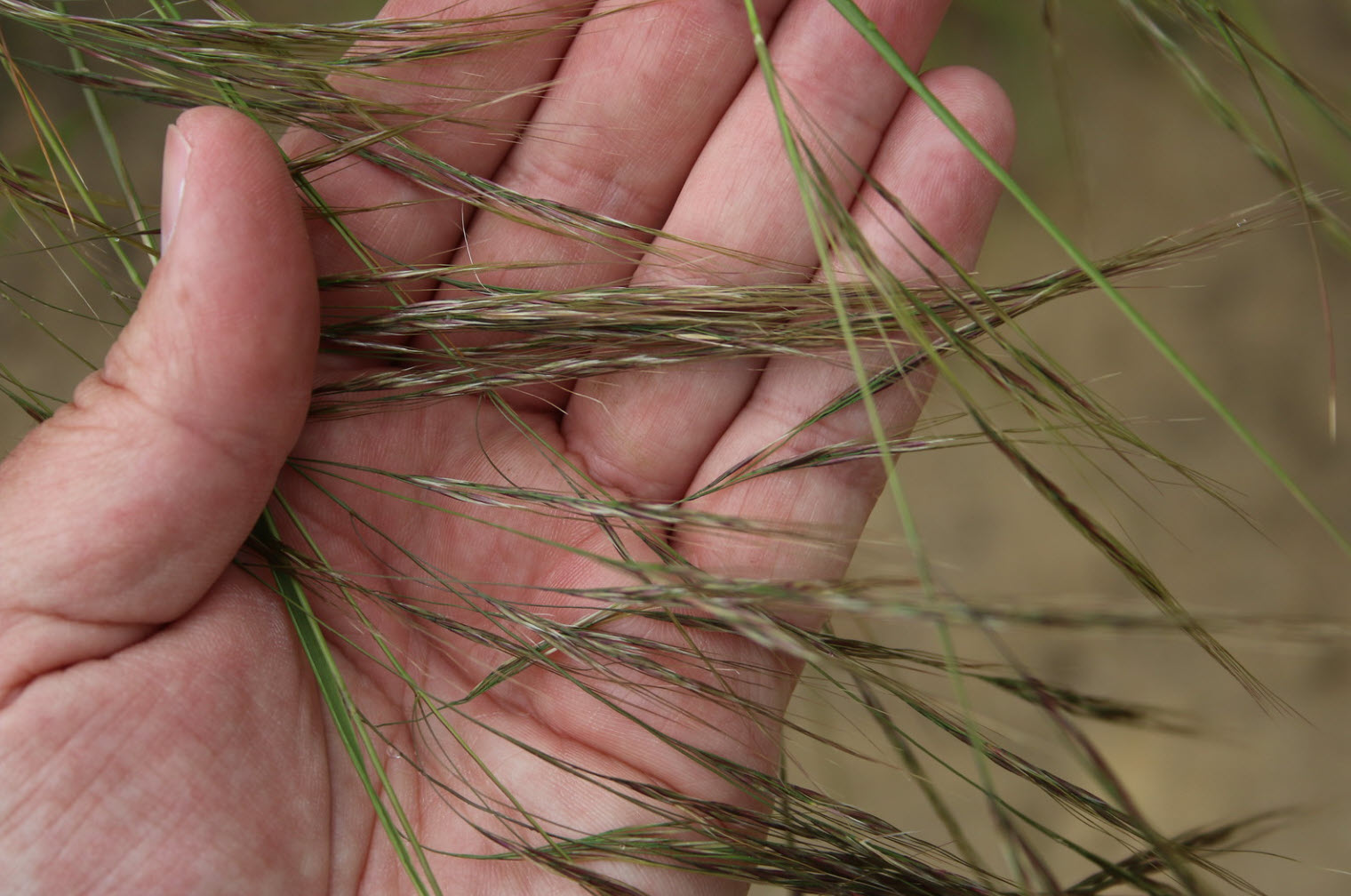 Stipa lepida - Foothill Needlegrass | PlantMaster