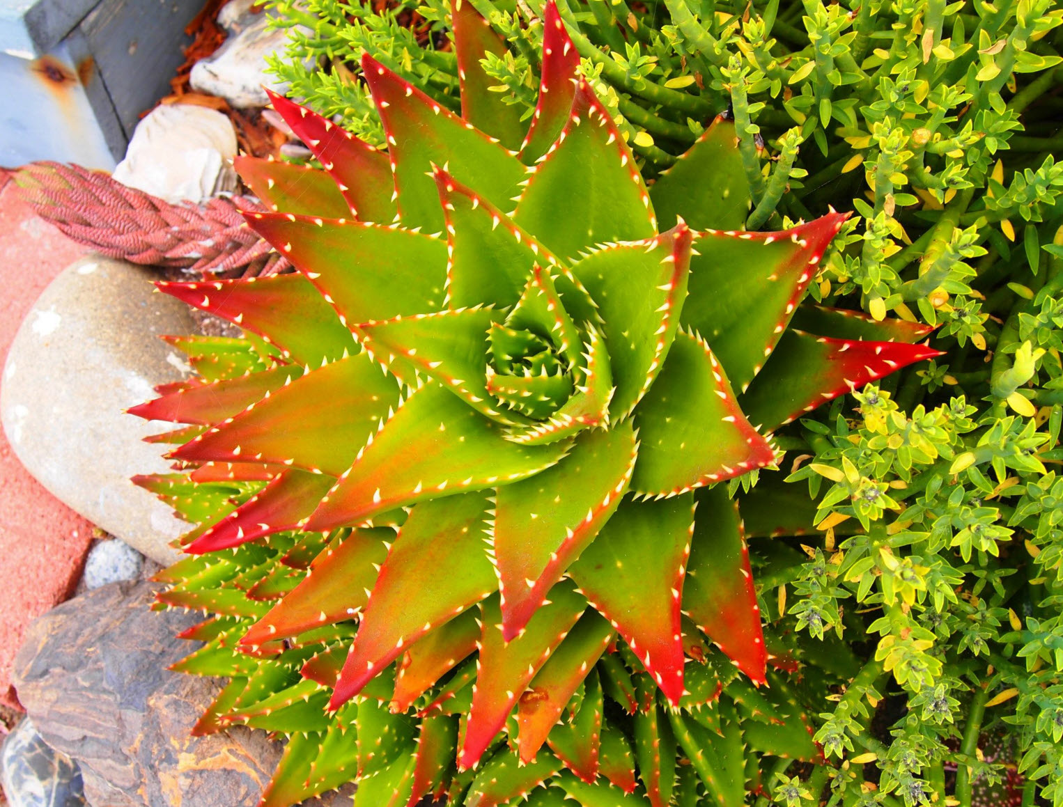 Aloe distans - Jeweled Aloe | PlantMaster