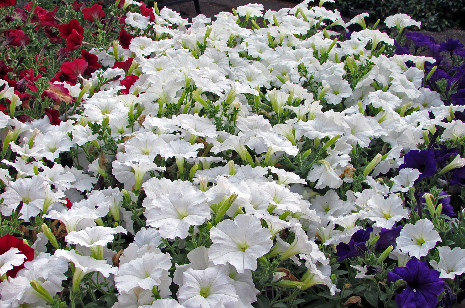 Petunia hybrids - Petunia Hybrids | PlantMaster