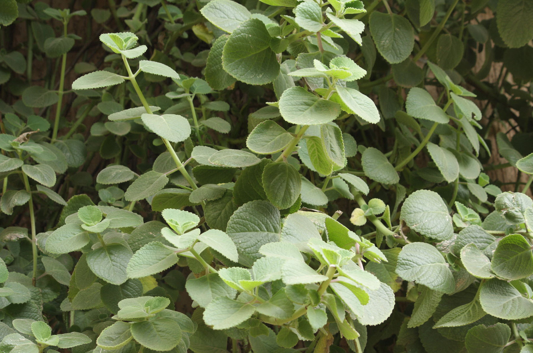 Plectranthus amboinicus - Cuban Oregano | PlantMaster