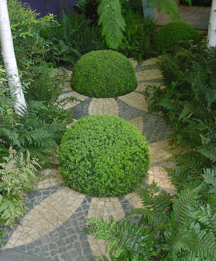 Justin Brouwers Boxwood 27 Varieties Of Boxwood For Your Garden