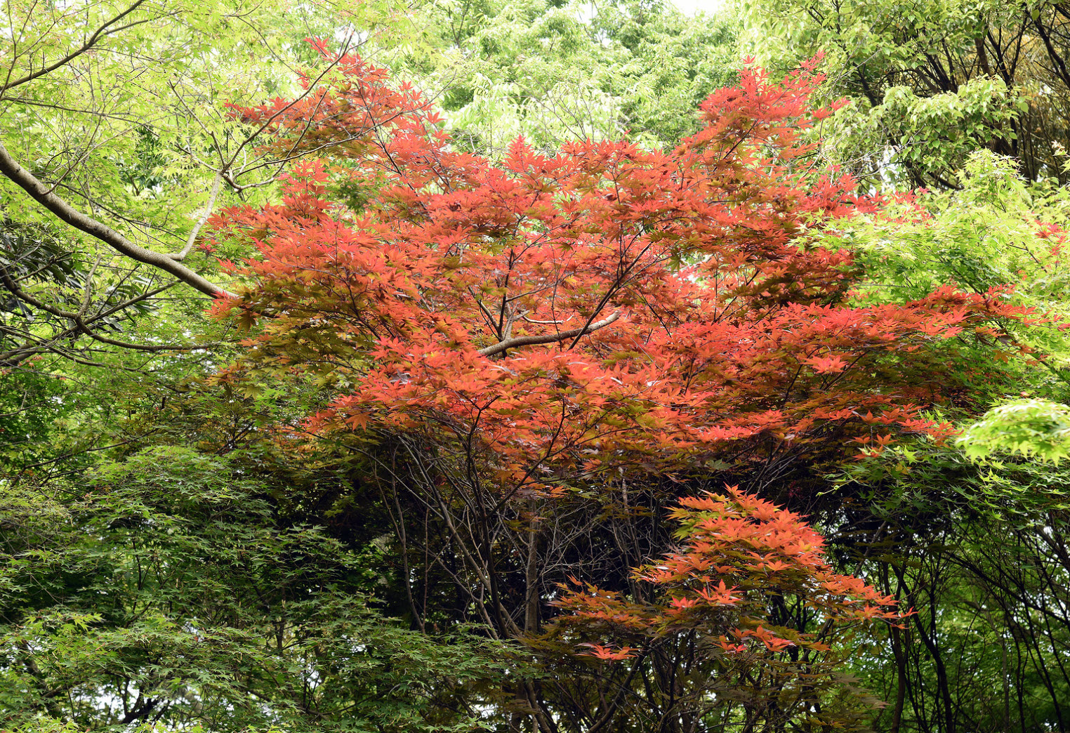 Red Acer