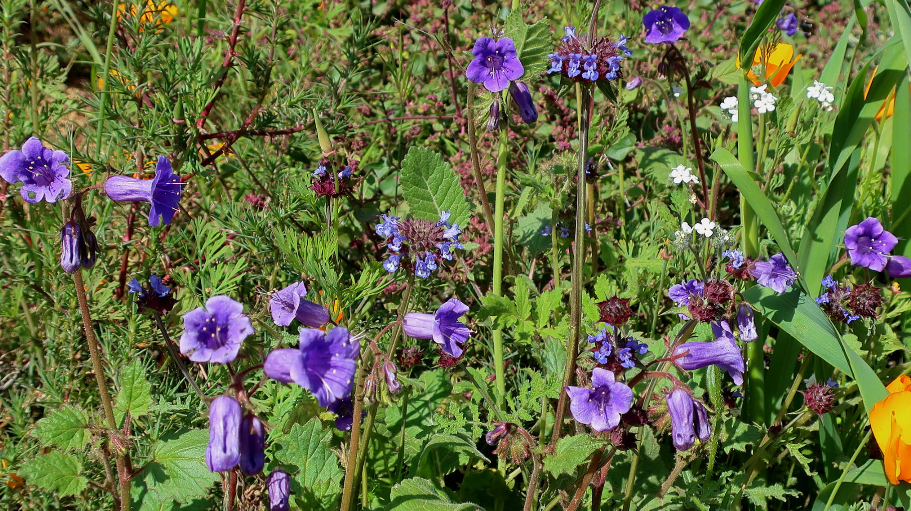 Phacelia minor - California Bluebell | PlantMaster