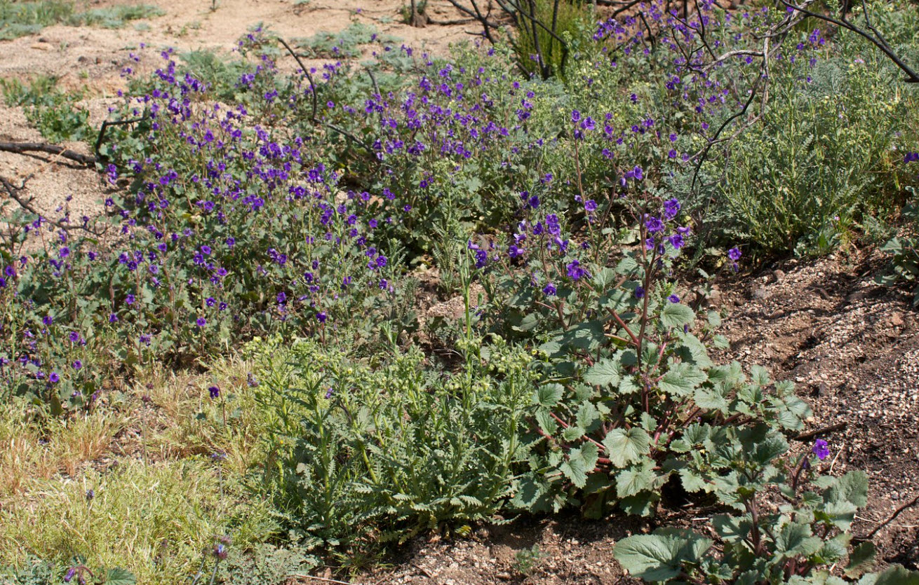 Phacelia minor - California Bluebell | PlantMaster