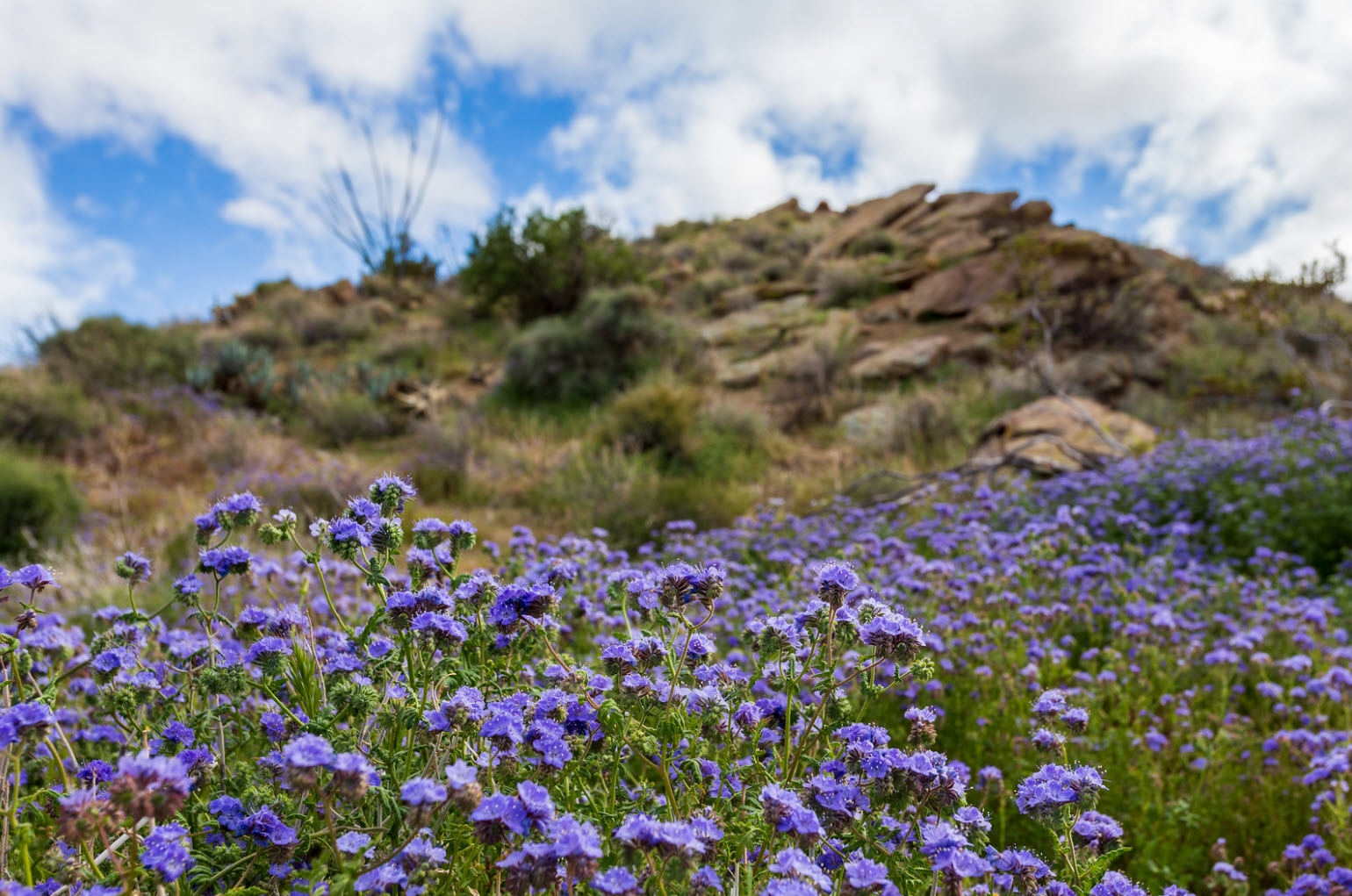 Phacelia minor - California Bluebell | PlantMaster