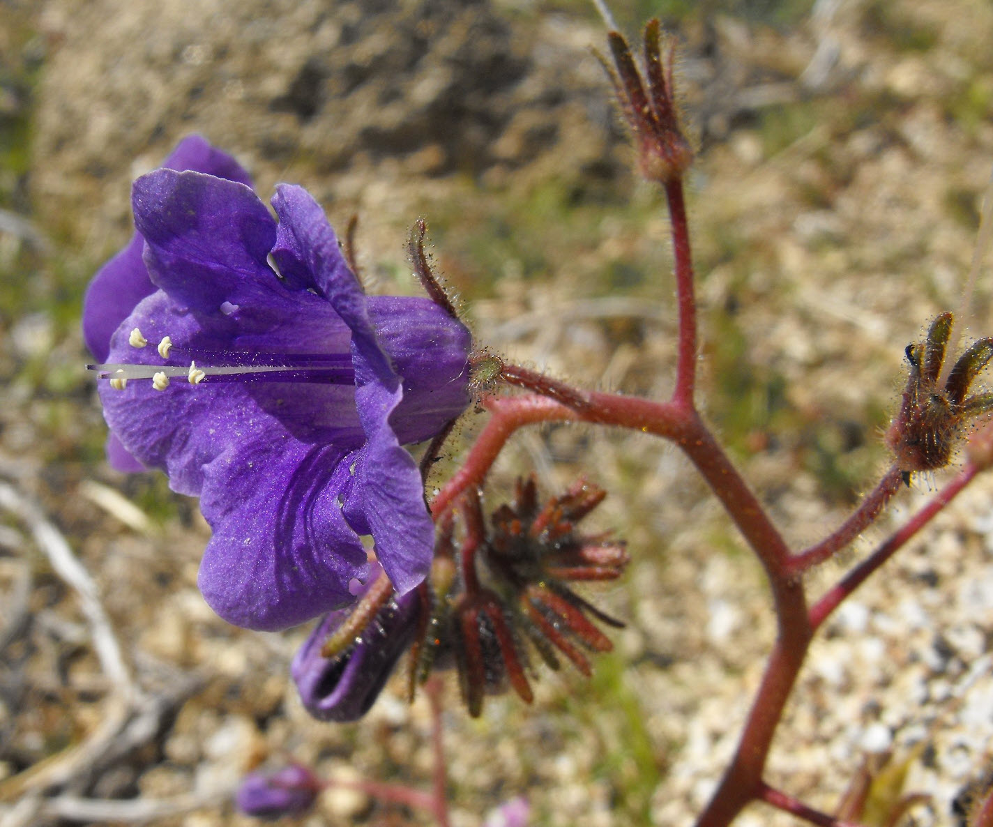 Phacelia minor - California Bluebell | PlantMaster