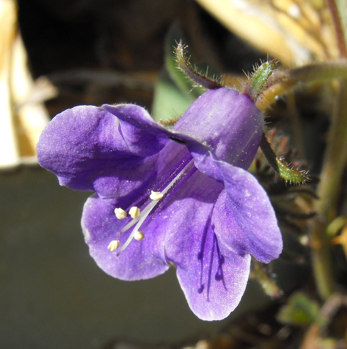 Phacelia minor - California Bluebell | PlantMaster
