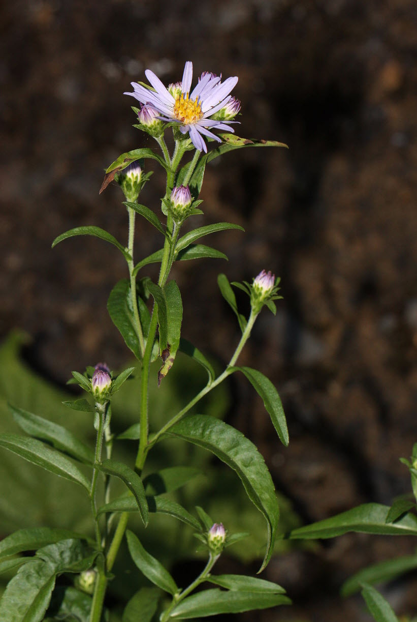 Symphyotrichum subspicatum - Douglas Aster | PlantMaster