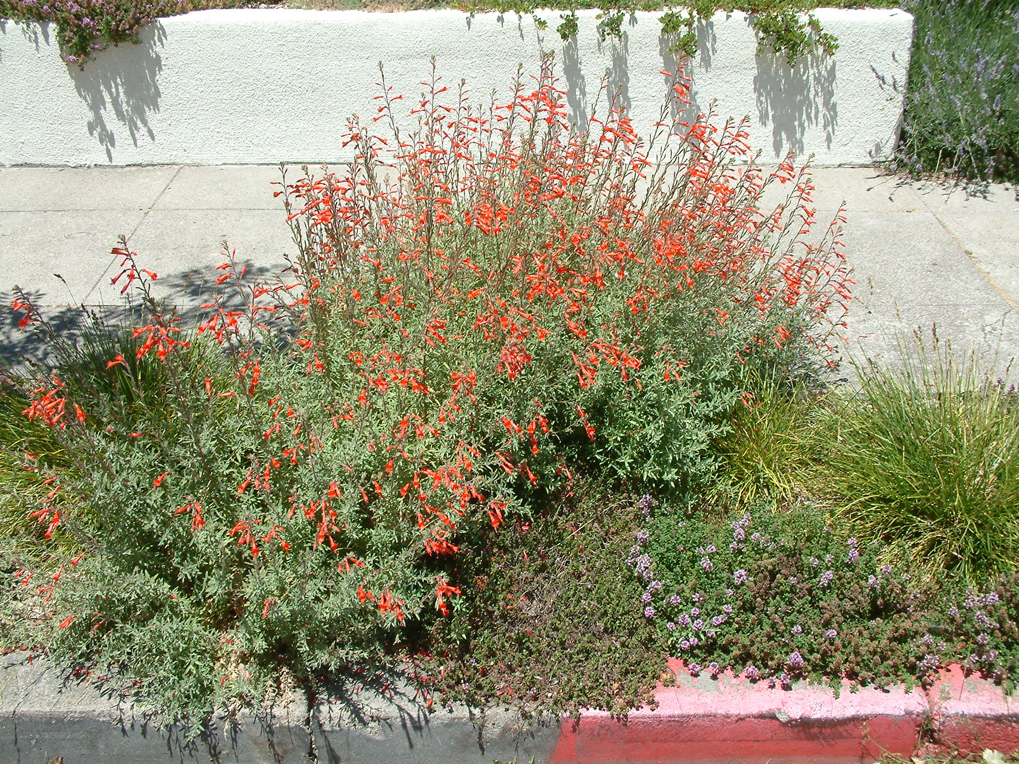 Zauschneria californica - California Fuchsia | PlantMaster