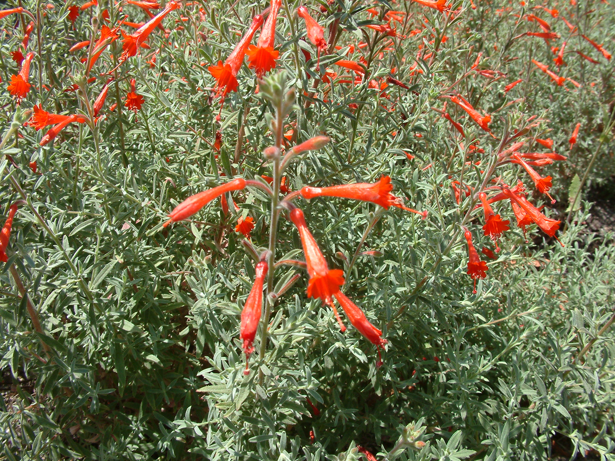 Zauschneria californica - California Fuchsia | PlantMaster