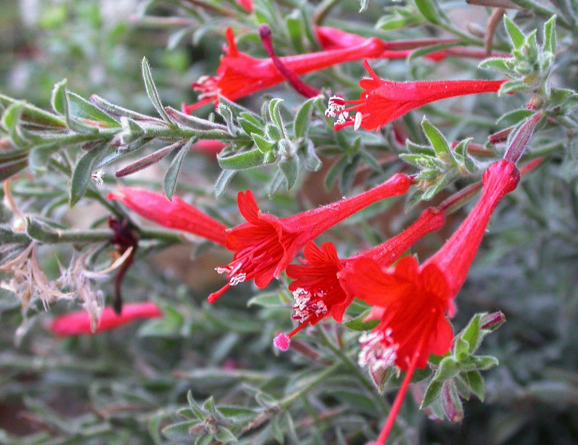 Zauschneria californica - California Fuchsia | PlantMaster
