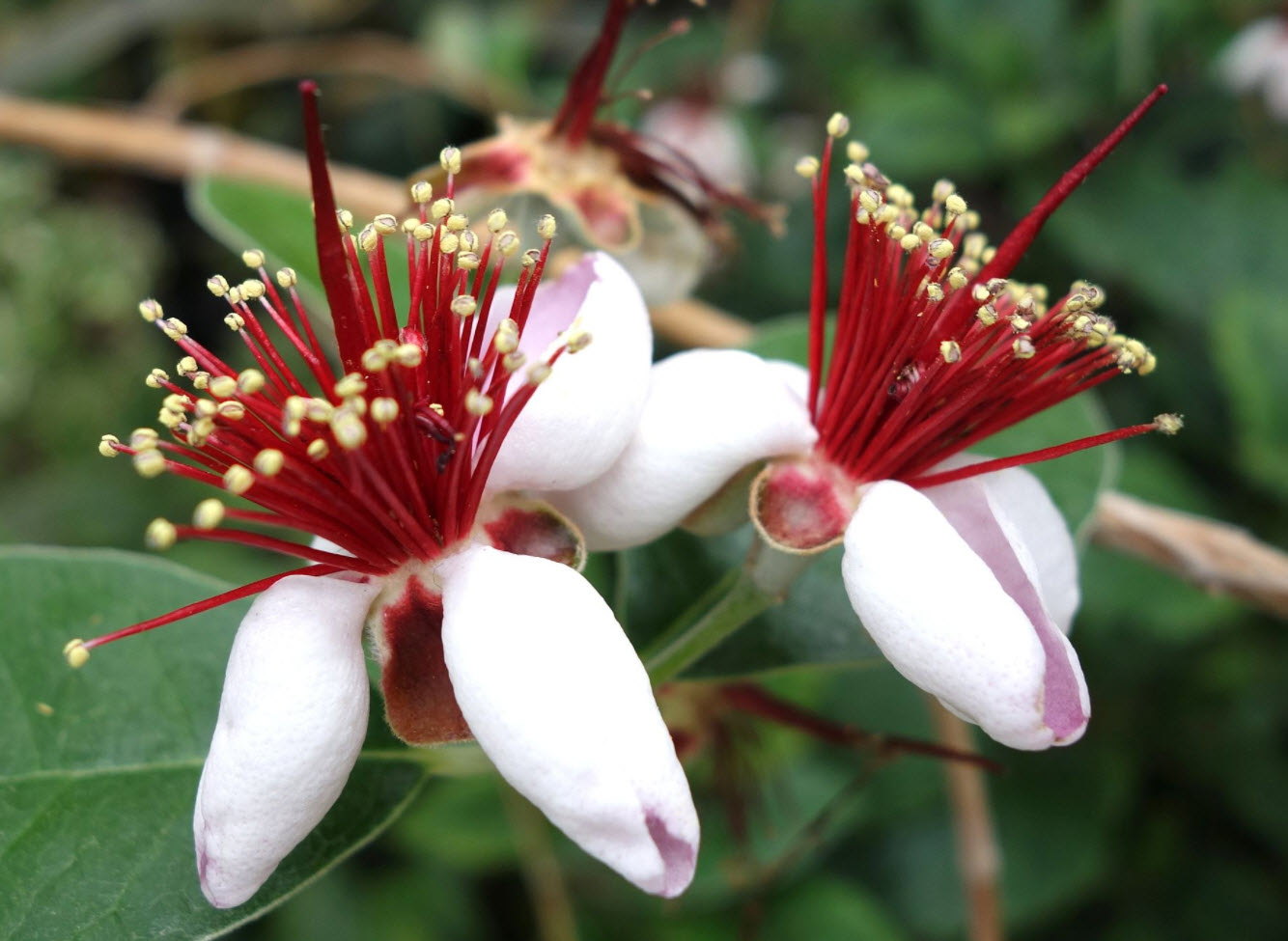 Acca sellowiana - Pineapple Guava | PlantMaster