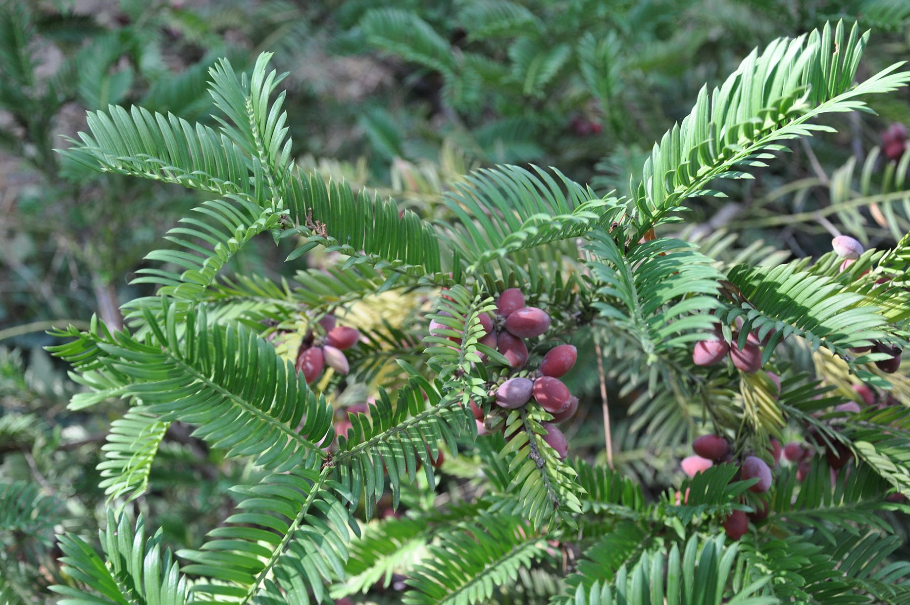 Cephalotaxus Harringtonia Hedgehog Cephalotaxus Harringtonia