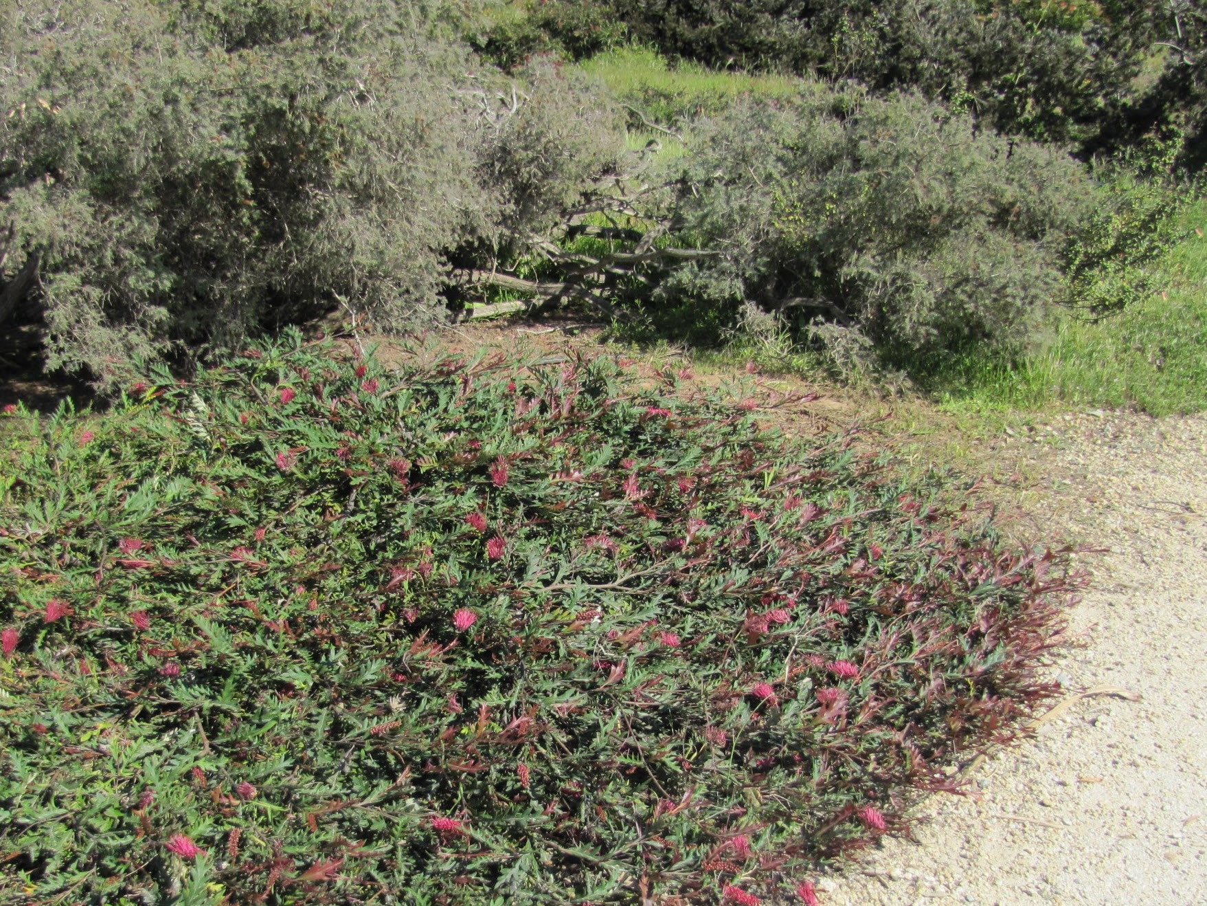 Grevillea spp. - Grevillea species | PlantMaster