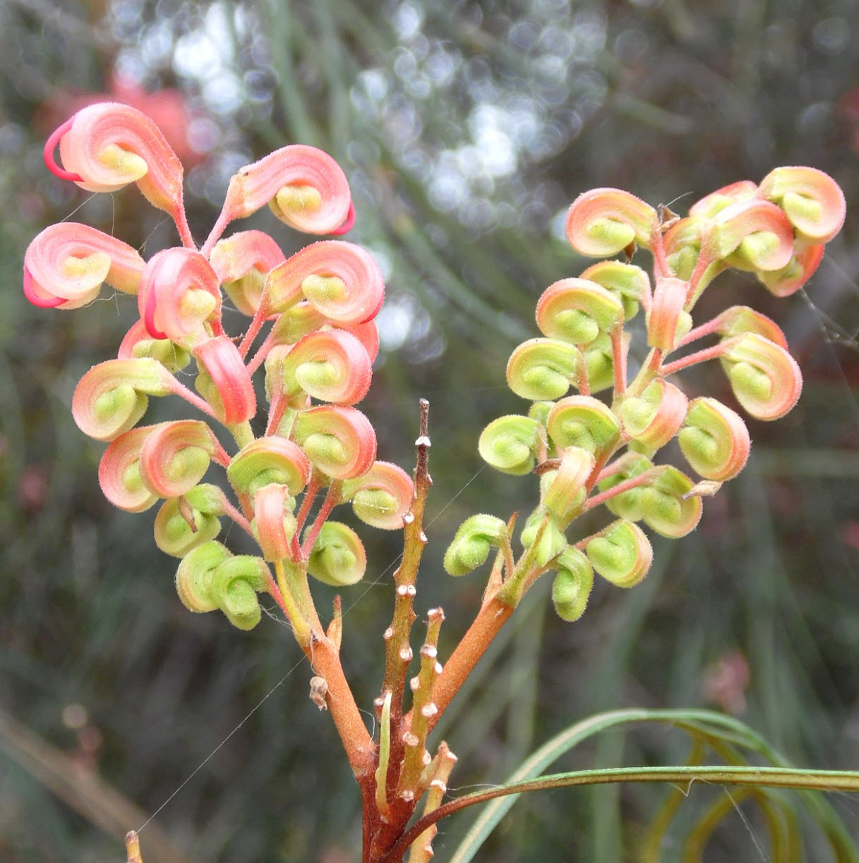 Grevillea spp. - Grevillea species | PlantMaster