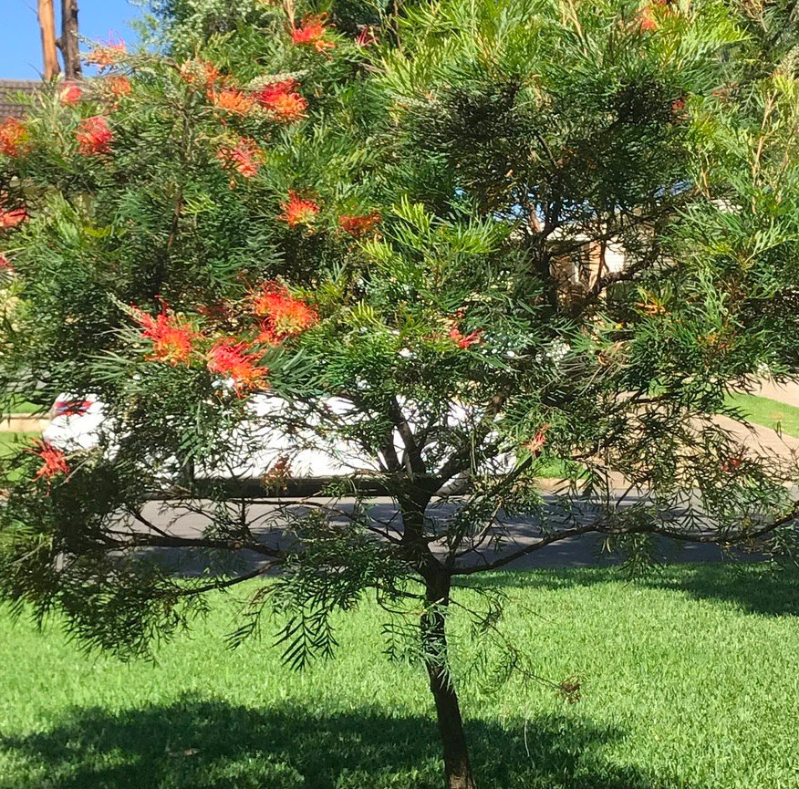 Grevillea spp. - Grevillea species | PlantMaster