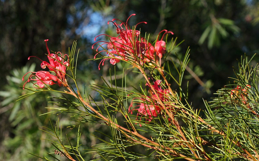 Grevillea spp. - Grevillea species | PlantMaster