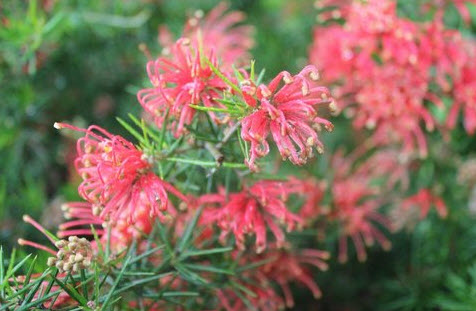 Grevillea spp. - Grevillea species | PlantMaster