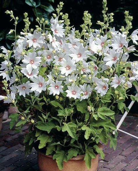 Lavatera spp. - Tree Mallow Varieties | PlantMaster