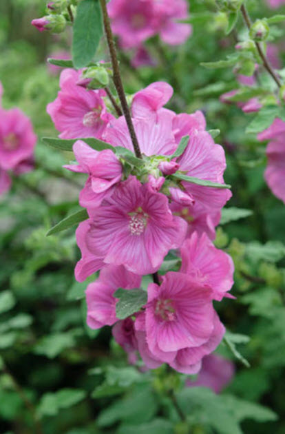 Lavatera spp. - Tree Mallow Varieties | PlantMaster