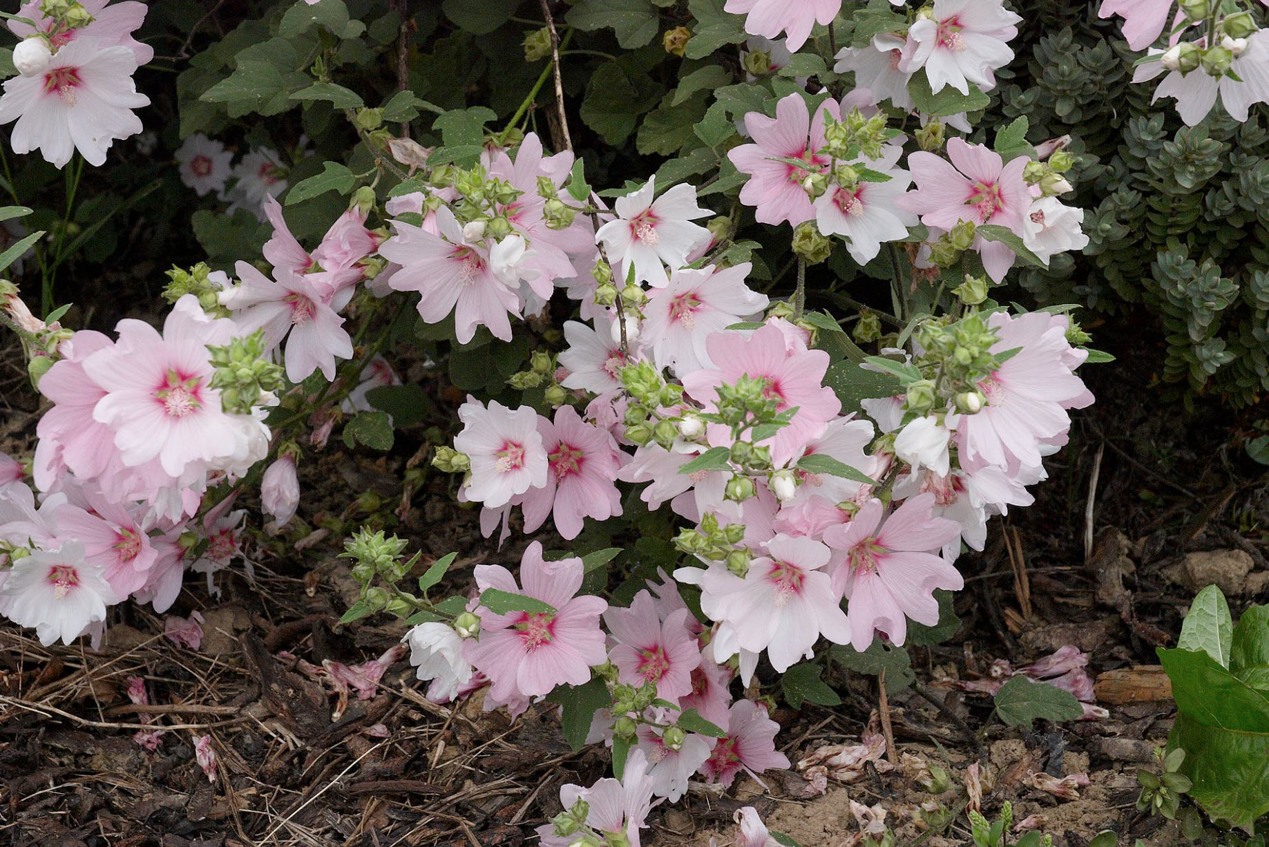 Lavatera spp. - Tree Mallow Varieties | PlantMaster
