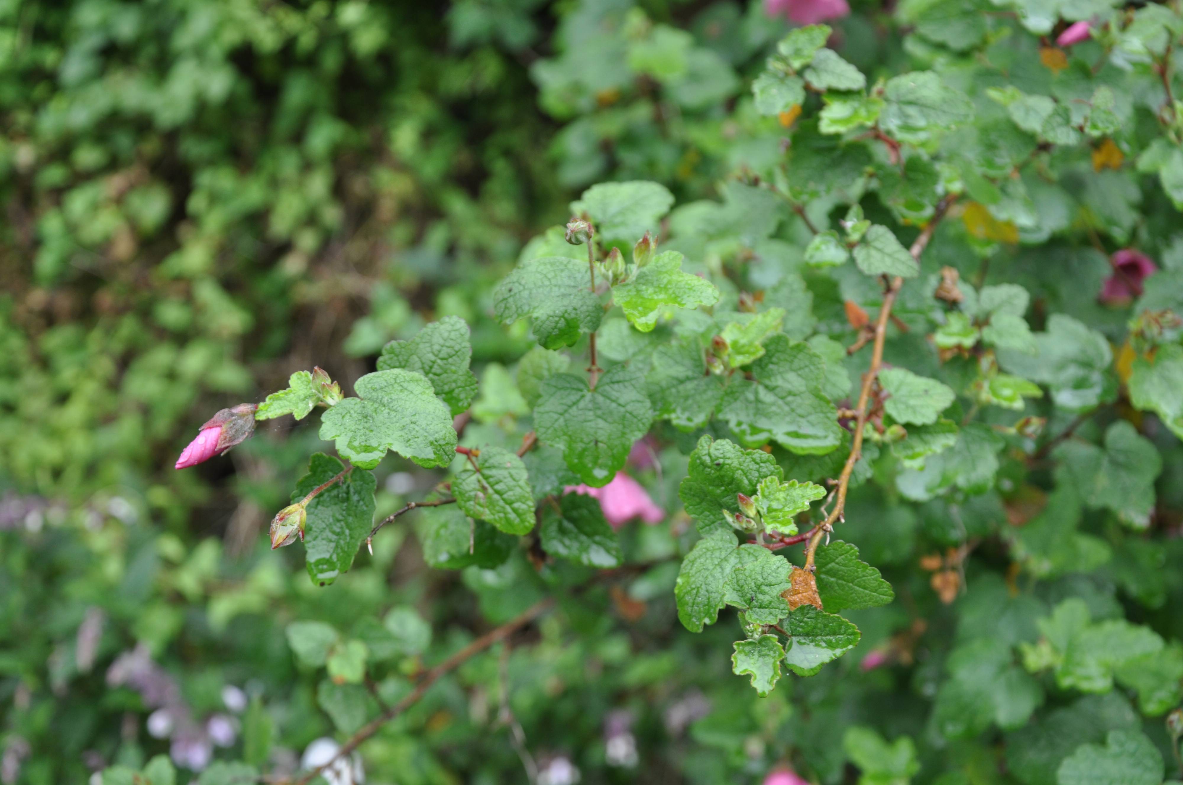 Lavatera spp. - Tree Mallow Varieties | PlantMaster