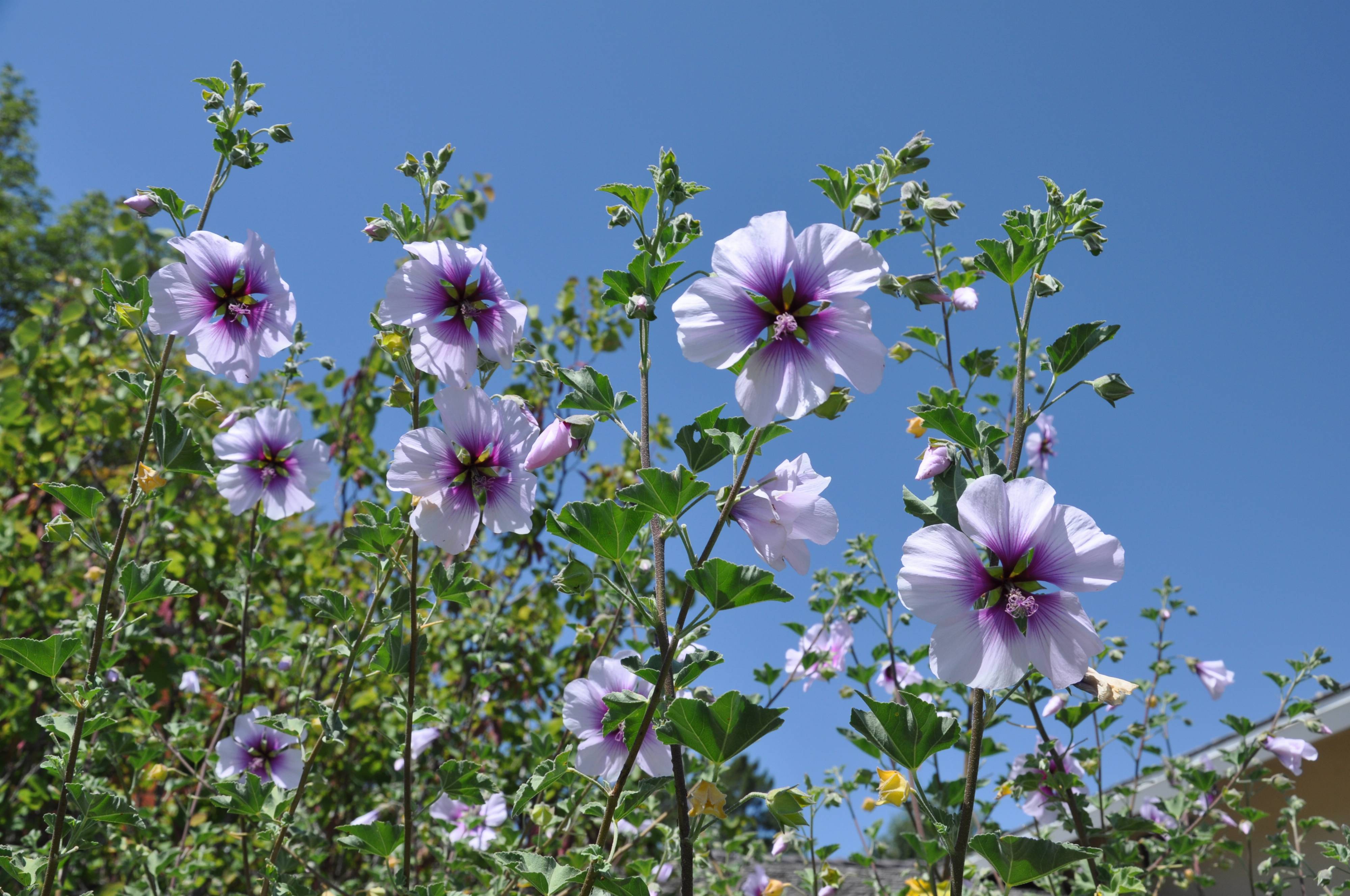Lavatera spp. - Tree Mallow Varieties | PlantMaster