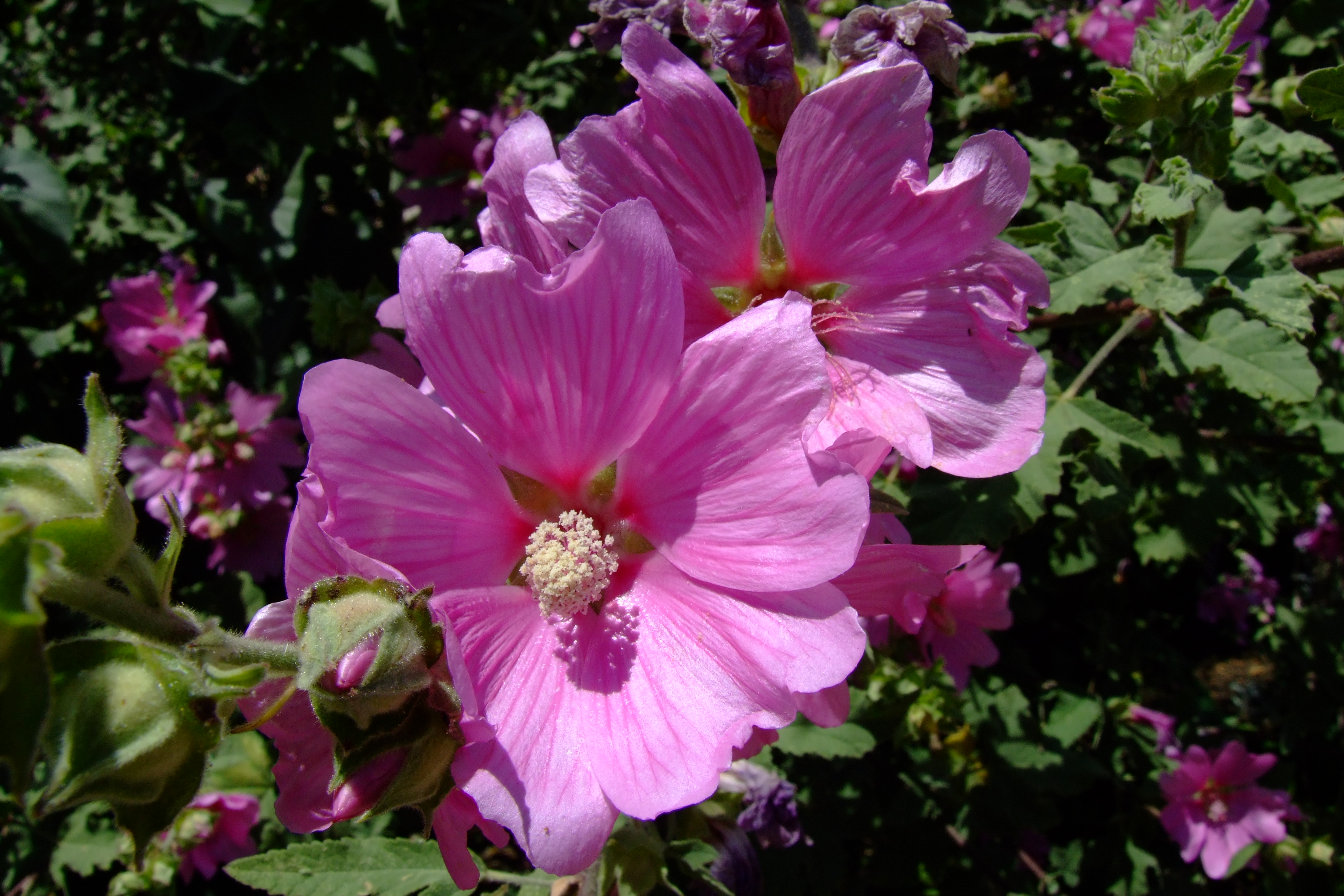 Lavatera spp. - Tree Mallow Varieties | PlantMaster