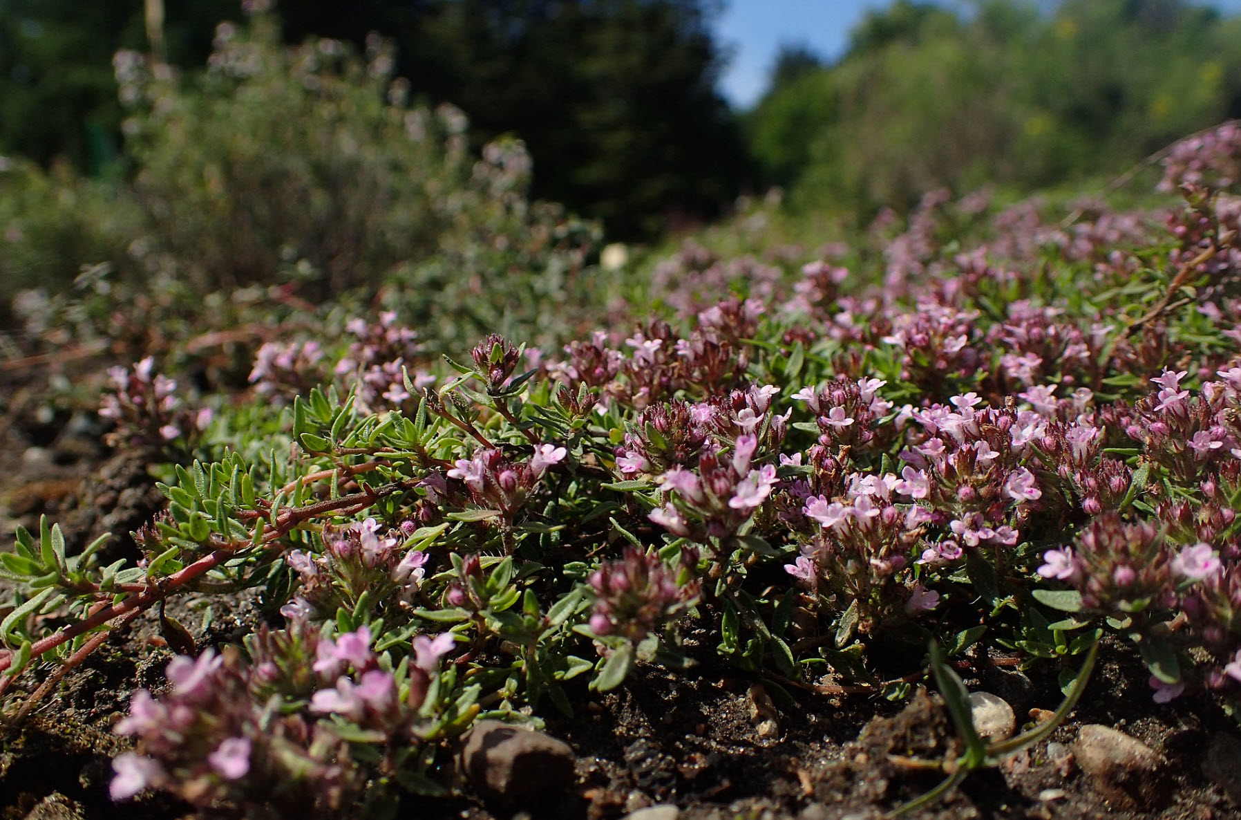 Thymus sp. - Thyme species | PlantMaster