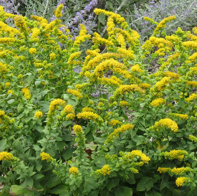 Solidago Sempervirens Leaf